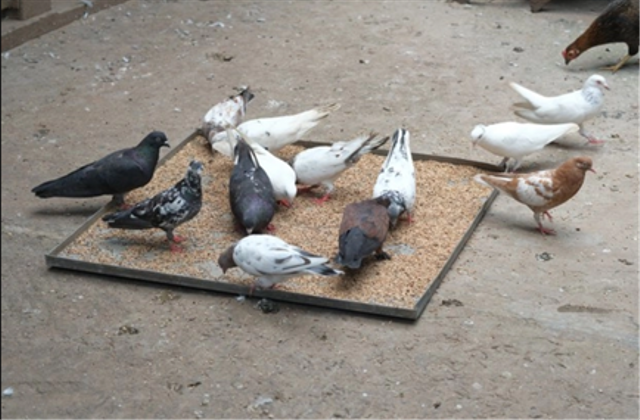 Fungsi Bagian-bagian Tubuh Burung Merpati yang Perlu Diketahui ... Fungsi Bagian-bagian Tubuh Burung Merpati yang Perlu Diketahui ...