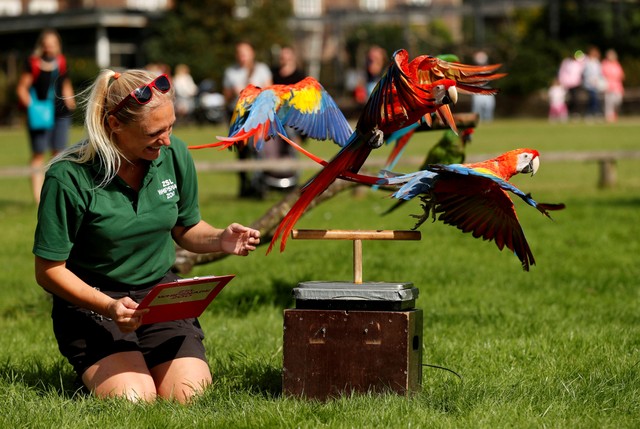 7 Hewan Tercantik di Dunia, Mulai dari Burung Merak hingga Harimau ...