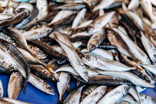Apa Itu Anchovy dan Perbedaannya dengan Ikan Sarden? | kumparan.com