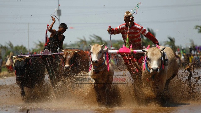 Siapakah yang Bertugas Mengendalikan Sapi pada Olahraga Karapan Sapi ...
