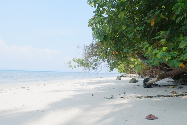 Mengunjungi Eksotisme Pulau Mahitam: Pantai hingga Cottage untuk ...