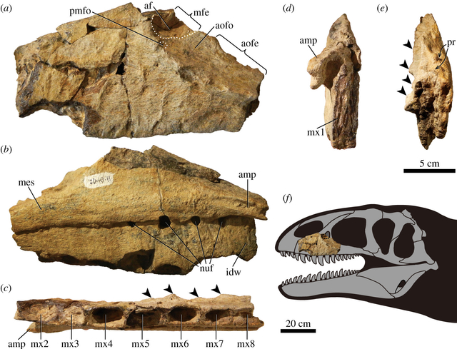 Dinosaurus Raksasa Bergigi Hiu Ini Raja Predator Sebelum T-Rex ...