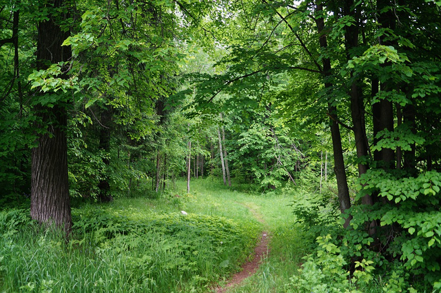 Contoh Hasil Hutan dalam Pemanfaatan Sumber Daya Alam | kumparan.com