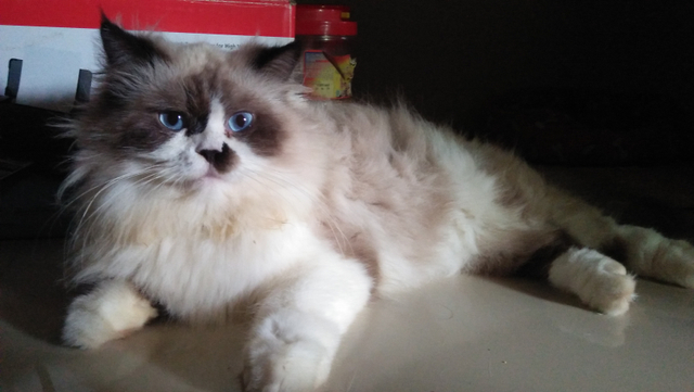Kucing Ragdoll, si Cantik Bermata Biru | kumparan.com