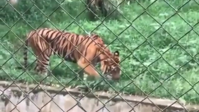 Penjelasan Dokter Medan Zoo Soal Harimau Sumatera Kurus dan Makan ...