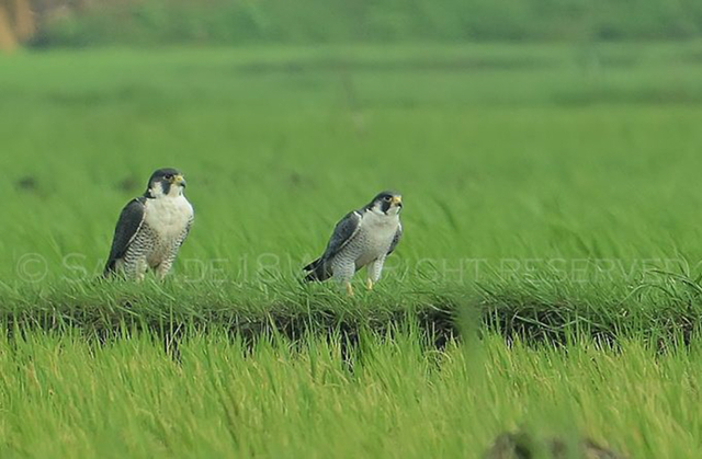 Tips Fotografi: Birding Photography Selamatkan Burung Melalui Fotografi | kumparan.com
