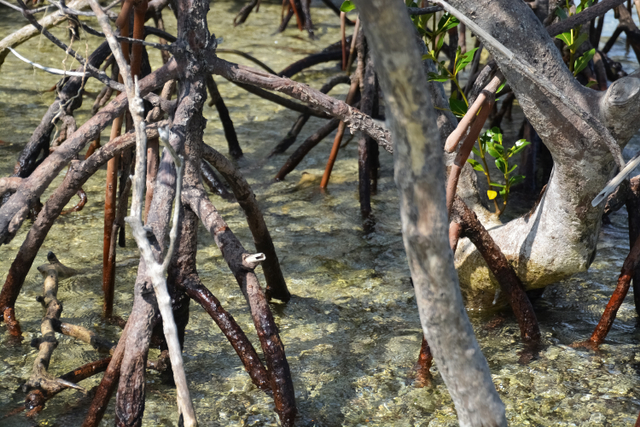 Karakteristik Flora di Indonesia Barat dan Contohnya | kumparan.com