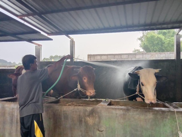 3 Sapi di Kota Malang Bergejala PMK, 1 Mati | kumparan.com