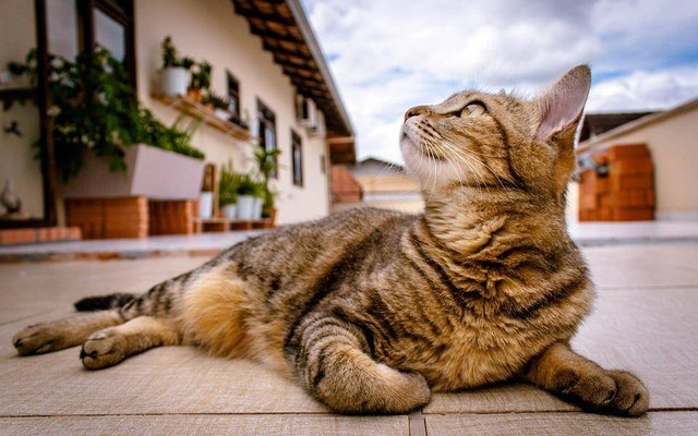 Tata Cara Mengobati Kaki Kucing yang Pincang agar Sembuh | kumparan.com