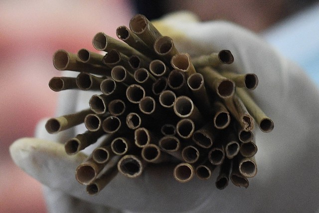 Foto: Genjot Produksi Tanaman Purun Pengganti Sedotan Plastik ...