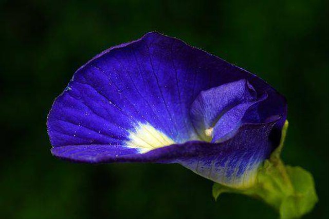 Manfaat dan Efek Samping Bunga Telang bagi Kesehatan | kumparan.com