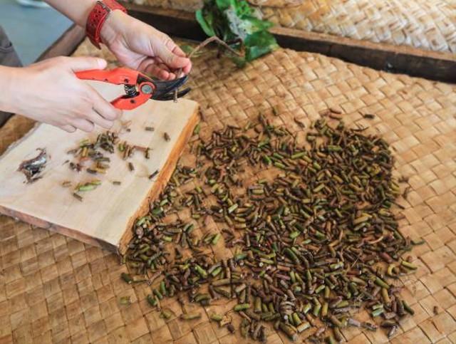 5 Manfaat Rumput Fatimah untuk Kesehatan | kumparan.com