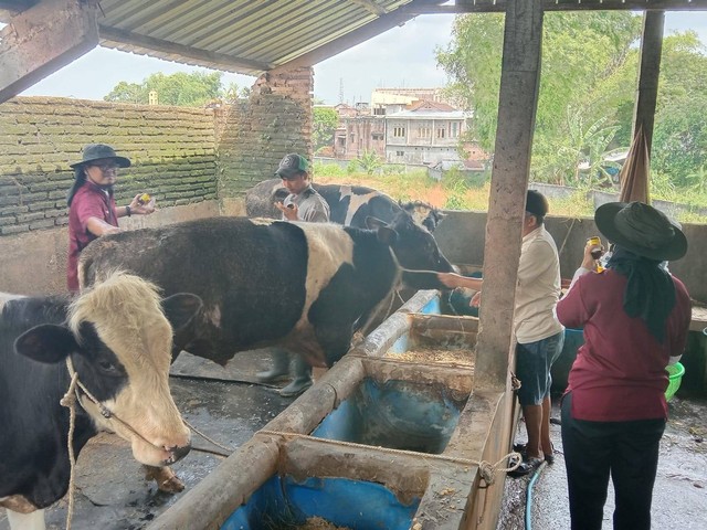 Tertular PMK, Puluhan Sapi di Kota Malang Dipotong Paksa | kumparan.com