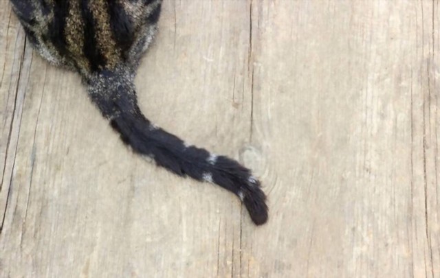 Jangan Menarik Ekor Kucing, Ketahui Fakta Mengenai Ekor Kucing ...
