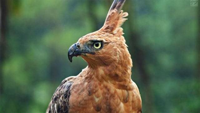 Burung Garuda, Hewan Mitologi atau Benar Ada di Alam Liar? | kumparan.com