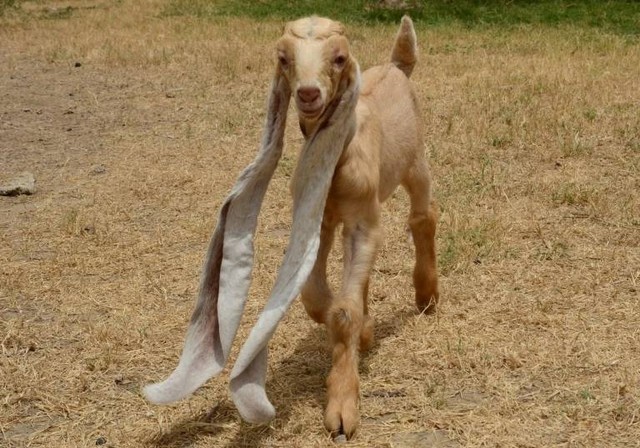 Ini Simba, Anak Kambing dengan Telinga Super Panjang Bugs Bunny ...