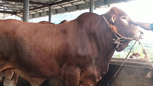Ini Sapi Pesanan Jokowi untuk Idul Adha, Simental dan Limosin Berbobot 1 Ton | kumparan.com