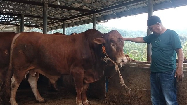 Ini Sapi Pesanan Jokowi untuk Idul Adha, Simental dan Limosin Berbobot 1 Ton | kumparan.com