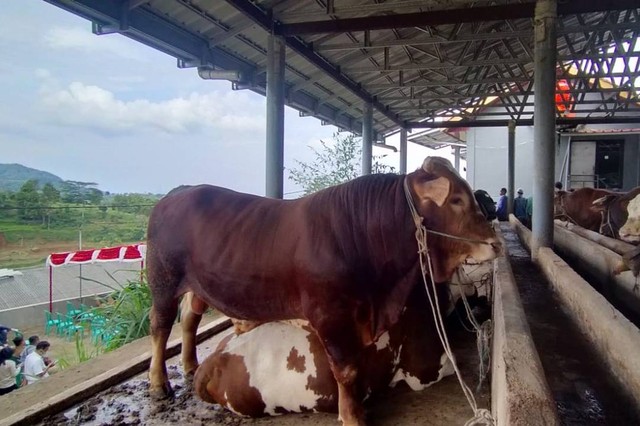 Ini Sapi Pesanan Jokowi untuk Idul Adha, Simental dan Limosin Berbobot 1 Ton | kumparan.com