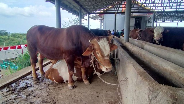 Ini Sapi Pesanan Jokowi untuk Idul Adha, Simental dan Limosin Berbobot 1 Ton | kumparan.com