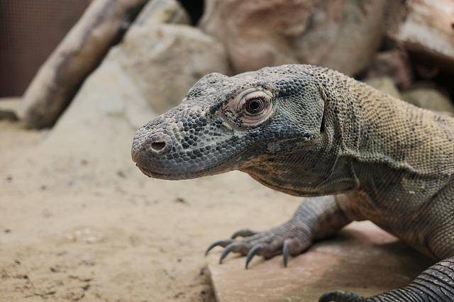 Hukum Konsumsi Biawak, Halal atau Haram Menurut Islam? | kumparan.com