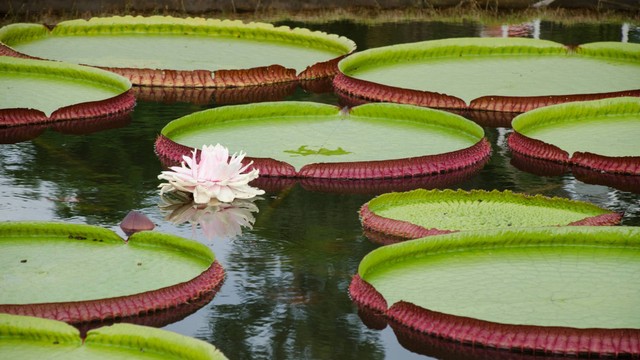 Bunga Teratai Raksasa Terbesar di Dunia Ditemukan, Lebar Daunnya 3 ...