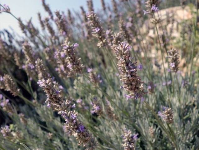 Arti Bunga Lavender dan Jenis-Jenisnya yang Perlu Kamu Tahu | kumparan.com