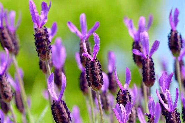 Arti Bunga Lavender dan Jenis-Jenisnya yang Perlu Kamu Tahu | kumparan.com