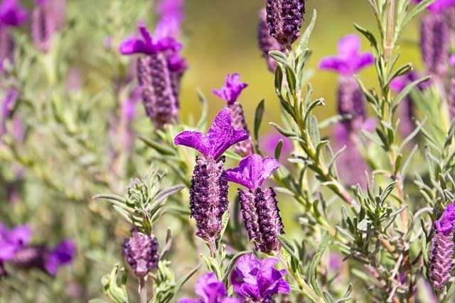 Arti Bunga Lavender dan Jenis-Jenisnya yang Perlu Kamu Tahu | kumparan.com