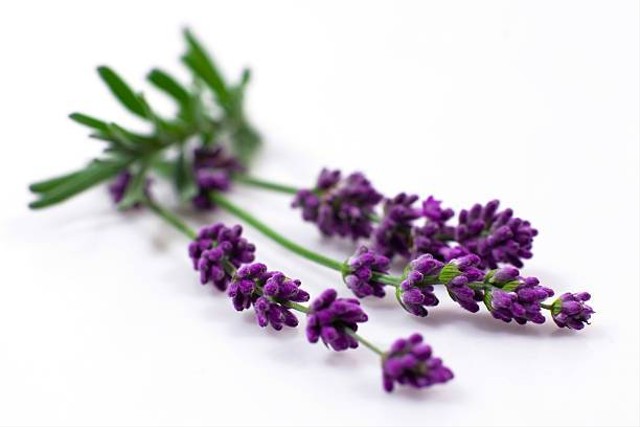 Arti Bunga Lavender dan Jenis-Jenisnya yang Perlu Kamu Tahu | kumparan.com