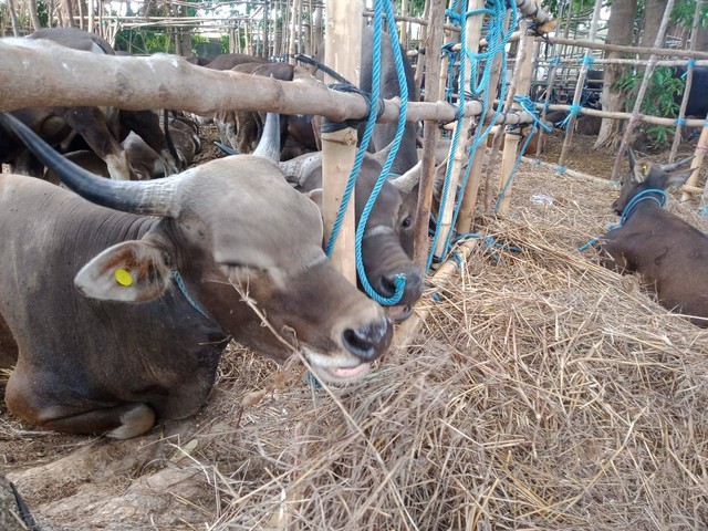 Jelang Idul Adha, Pengiriman Ternak Sapi Keluar NTT Meningkat 30 Persen ...