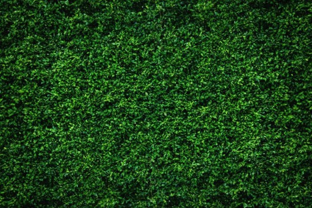 Macam-Macam Warna Hijau Lengkap dengan Kodenya | kumparan.com