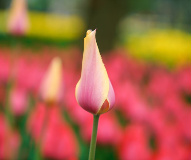 4 Taman Bunga Tulip di Turki dengan Pesona Mengagumkan | kumparan.com