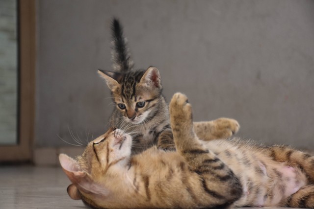 Berapa Lama Kucing Menyusui Anaknya? Ini Penjelasan dan Cara ...