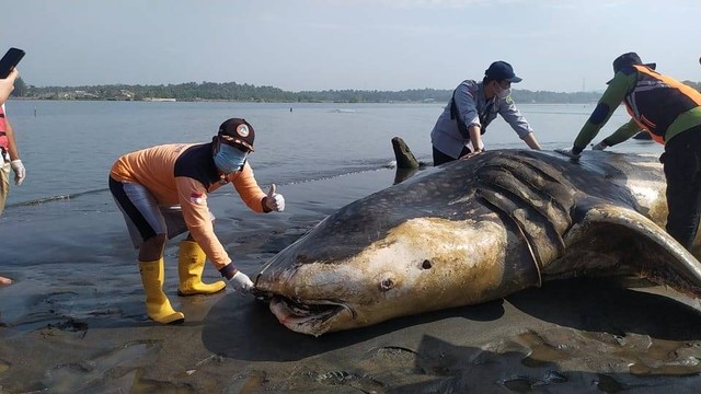 Hiu Tutul Mati Terdampar di Muara Sungai Bogowonto, Kulon Progo ...