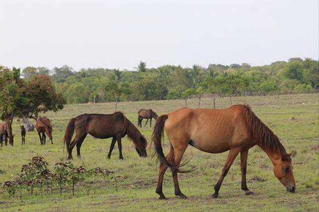 Kumpulan Upacara Adat Nusa Tenggara Timur dan Maknanya | kumparan.com