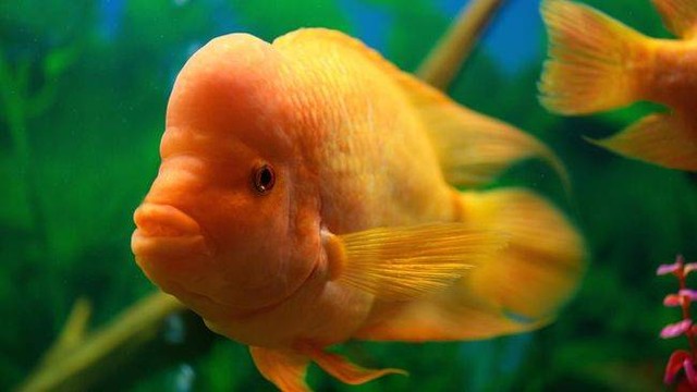 Mengenal Ikan Red Devil yang Cantik, tapi Berbahaya | kumparan.com