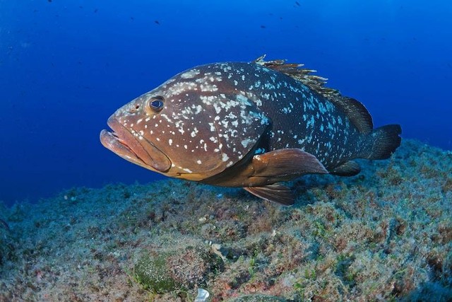 6 Jenis Ikan Kerapu di Indonesia beserta Ciri Khasnya | kumparan.com