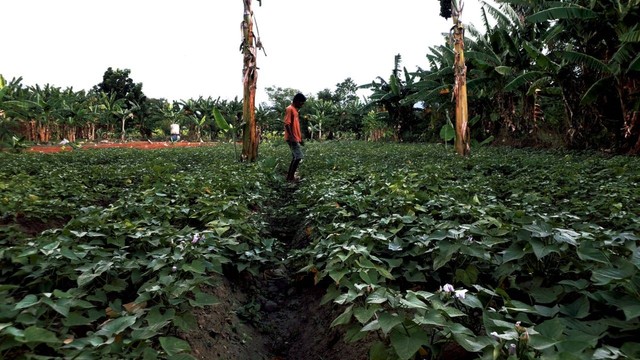 Budidaya Ubi Ungu dan Pepaya California, Pemuda di Sikka Ini Raup ...