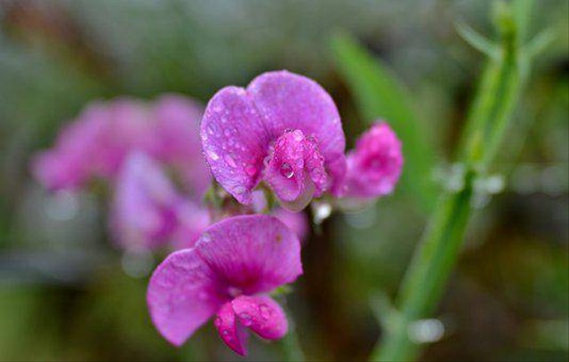 7 Rekomendasi Tanaman Bunga Berbau Wangi untuk Dijadikan Pengharum ...