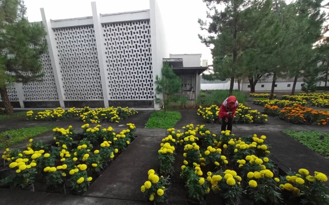 Mengenal Marigold, Bunga Cantik dengan Ragam Manfaat Bagi Tubuh ...