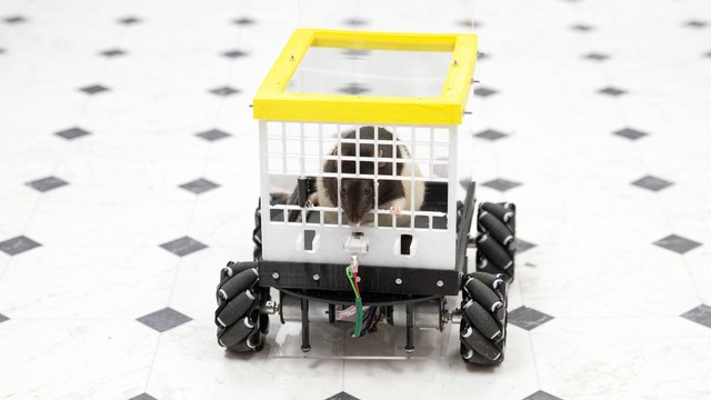 Foto: Hebat! Tikus Lab Ini Bisa Mengendarai Mobil | kumparan.com