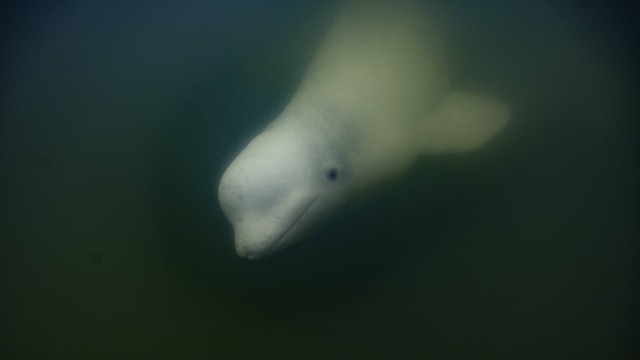 Foto: Paus Beluga Jadikan Teluk Ini Tempat Lahiran dan Cari Makan di ...