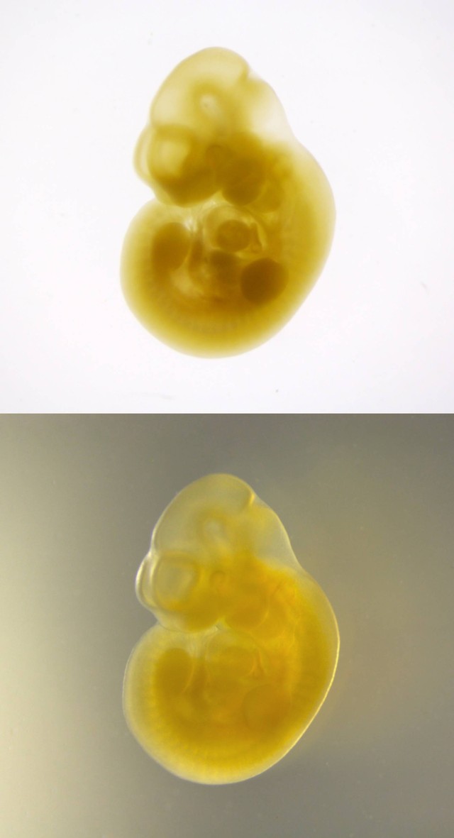 Ilmuwan Bikin Embrio Tikus Buatan, Lengkap dengan Otak dan Jantung ...