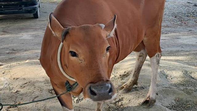 Seorang Warga Sigi Ditangkap Usai Curi Sapi di Palu | kumparan.com