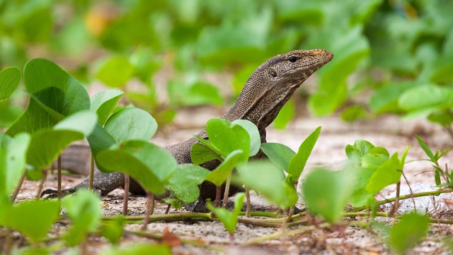 Pesona Pulau Biawak, Hidden Gem di Indramayu yang Tak Kalah Indah dari ...