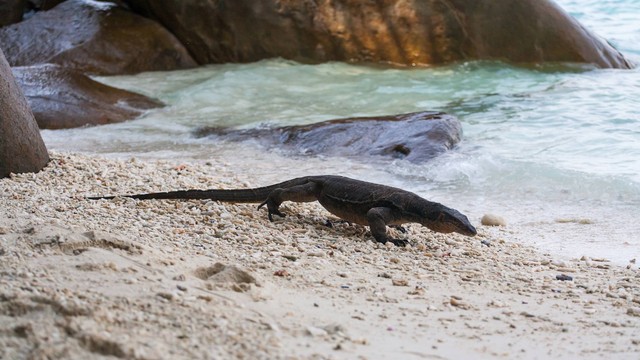 Pesona Pulau Biawak, Hidden Gem di Indramayu yang Tak Kalah Indah dari ...
