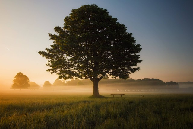 Tempat Pohon Ek atau Oak Banyak Dijumpai Tumbuh dengan Baik | kumparan.com