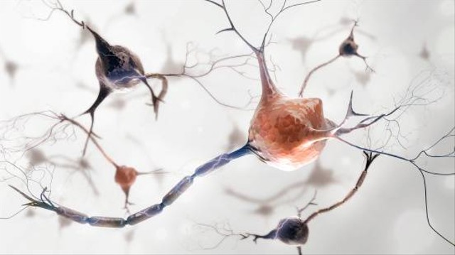 Pengertian, Jenis, dan Fungsi Jaringan Saraf pada Hewan | kumparan.com