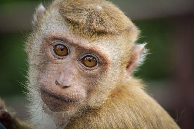 10 Arti Mimpi Dicakar Monyet Pertanda Buruk Dan Baik